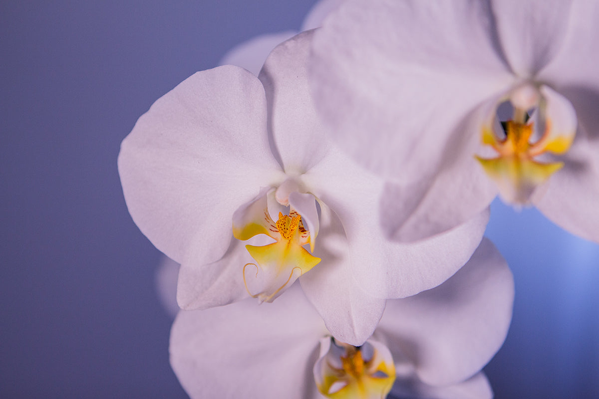 Ingredient Feature: Orchid Oil – SallyeAnder